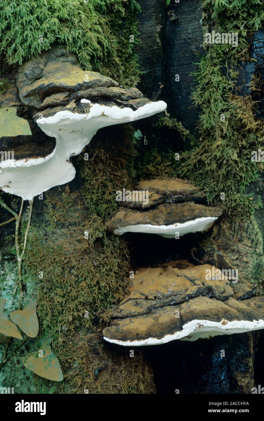 Artist's conk fungi (Ganoderma applanatum) growing on a moss-covered ...