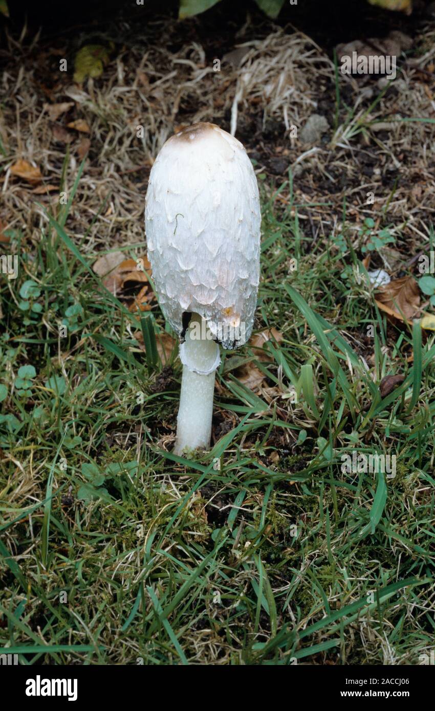 Shaggy ink cap fungus (Coprinus comatus) growing on grass Stock Photo ...