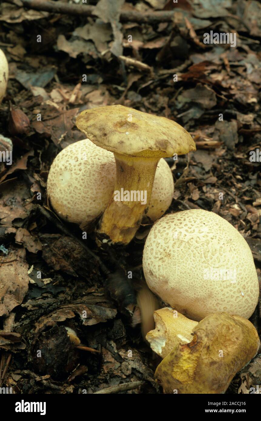Parasitic mushroom (Centre, yellow; Boletus parasiticus) growing on ...