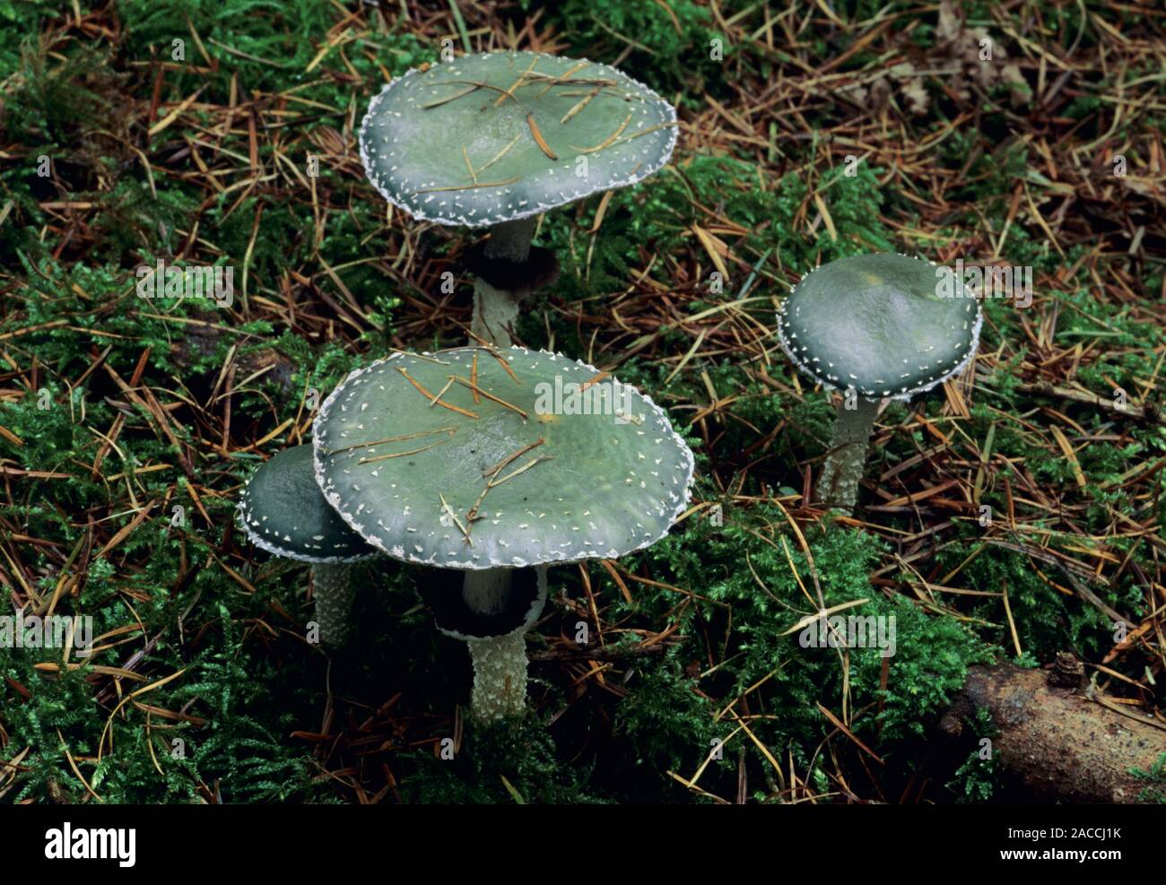 Verdigris agaric fungi (Stropharia aeruginosa) in November ...