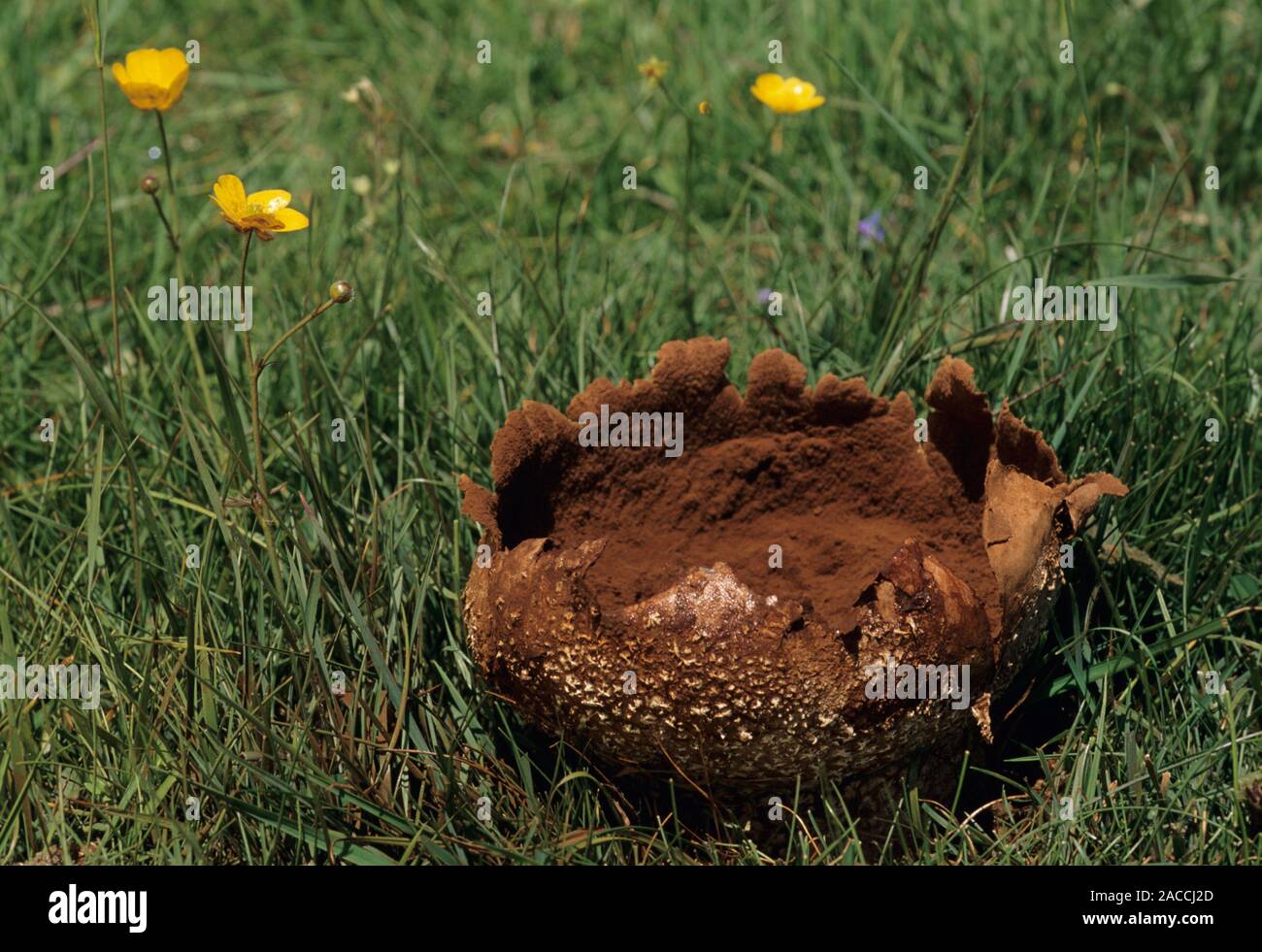 Puffball mushroom (Calvatia utriformis). The outer wall of this ...