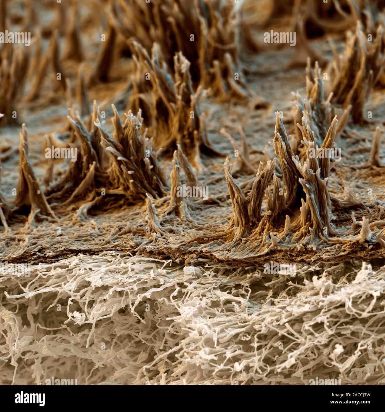 Fungal surface. Coloured scanning electron micrograph (SEM) of the ...