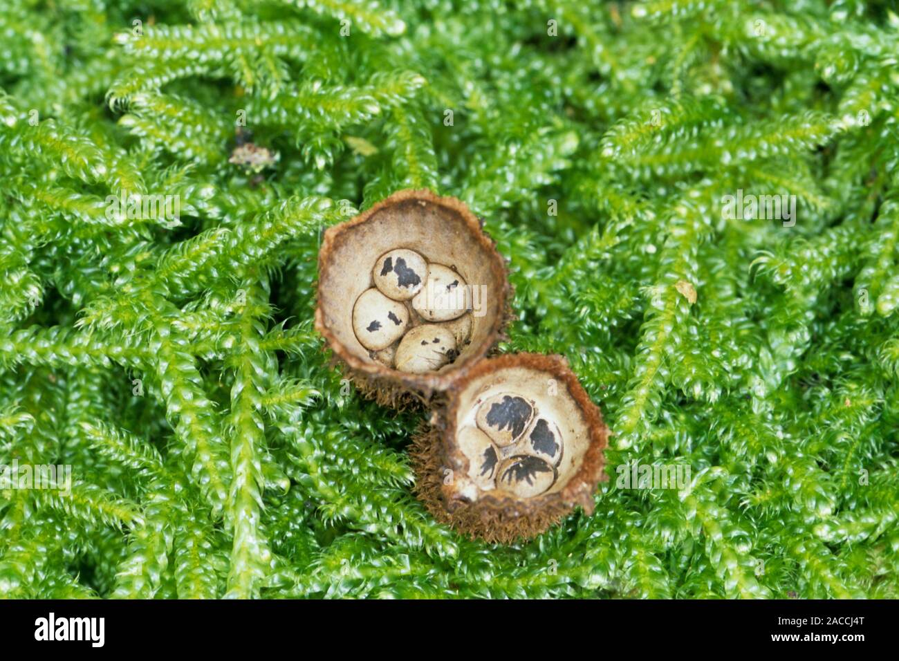 Bird's nest fungus mushrooms (Cyathus striatus) growing on moss. This ...
