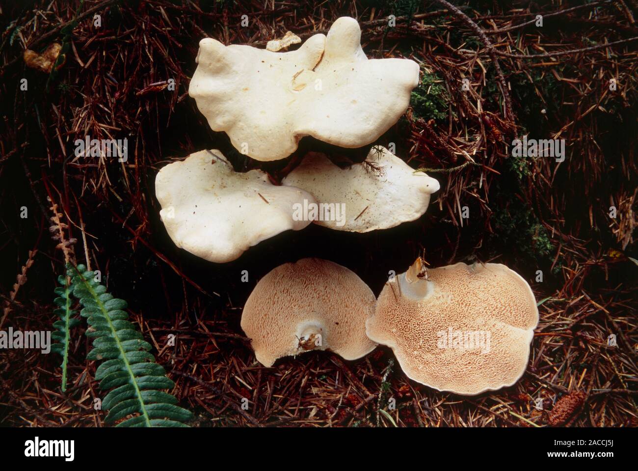 Hedgehog mushroom (Hydnum repandum) growing amongst rotting pine ...