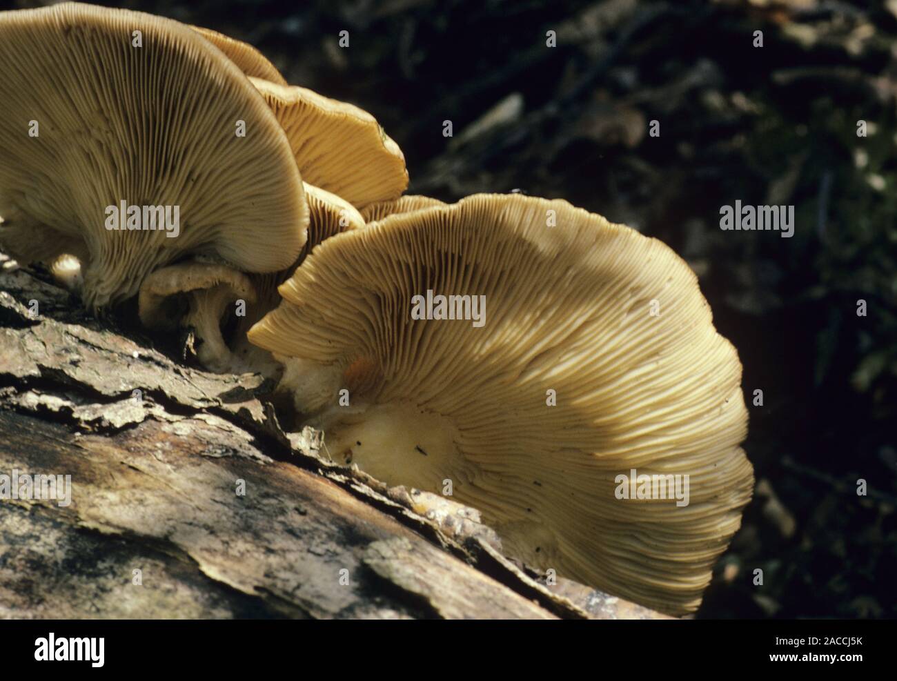 Bracket fungi. The underside of bracket fungi growing on a tree trunk ...