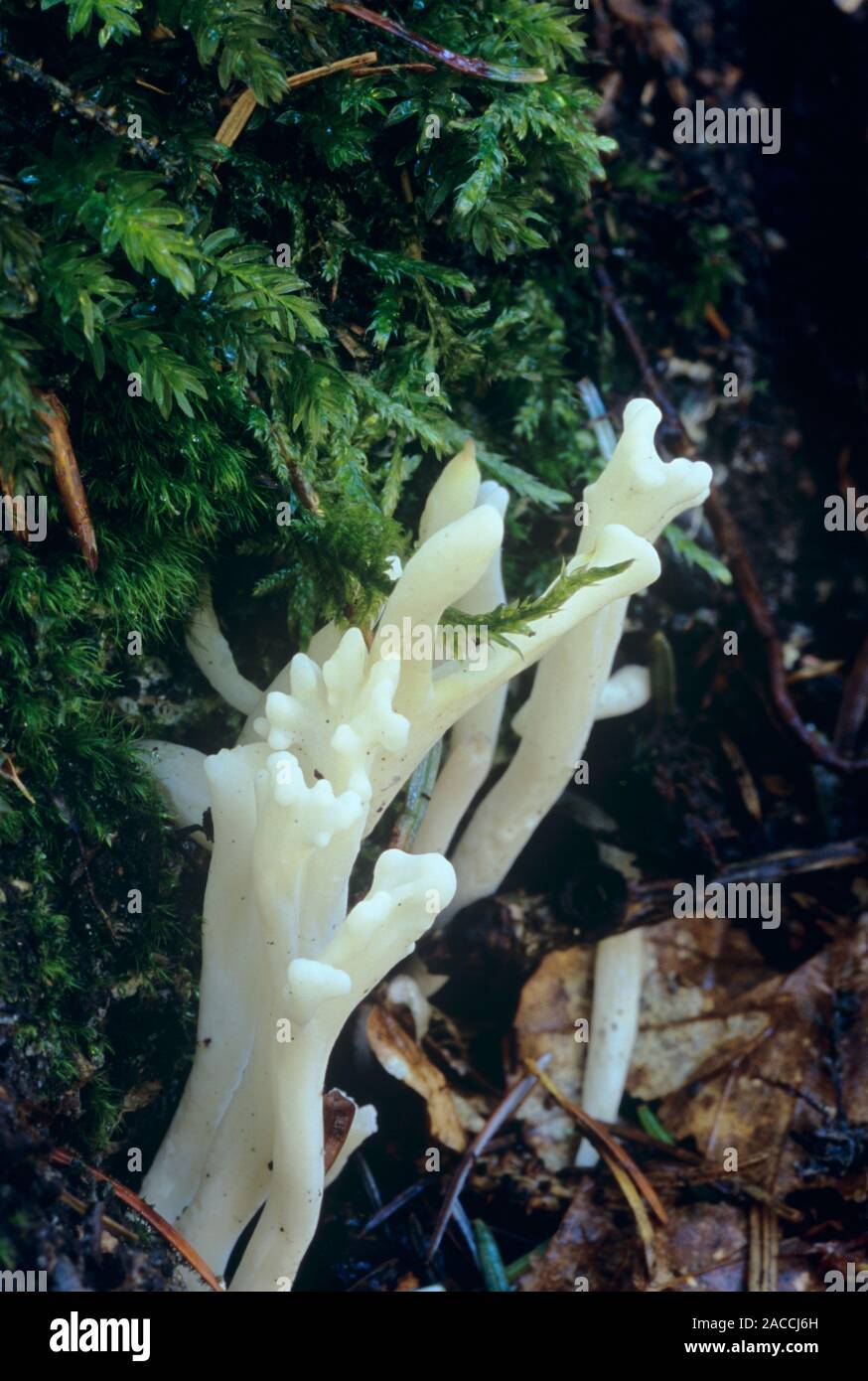 White club fungi (Clavulina rugosa). These are the fruiting bodies, the ...