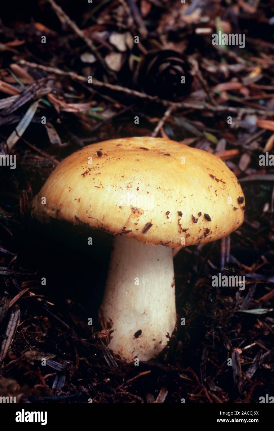 Common yellow russula mushroom (Russula ochroleuca). This is the ...