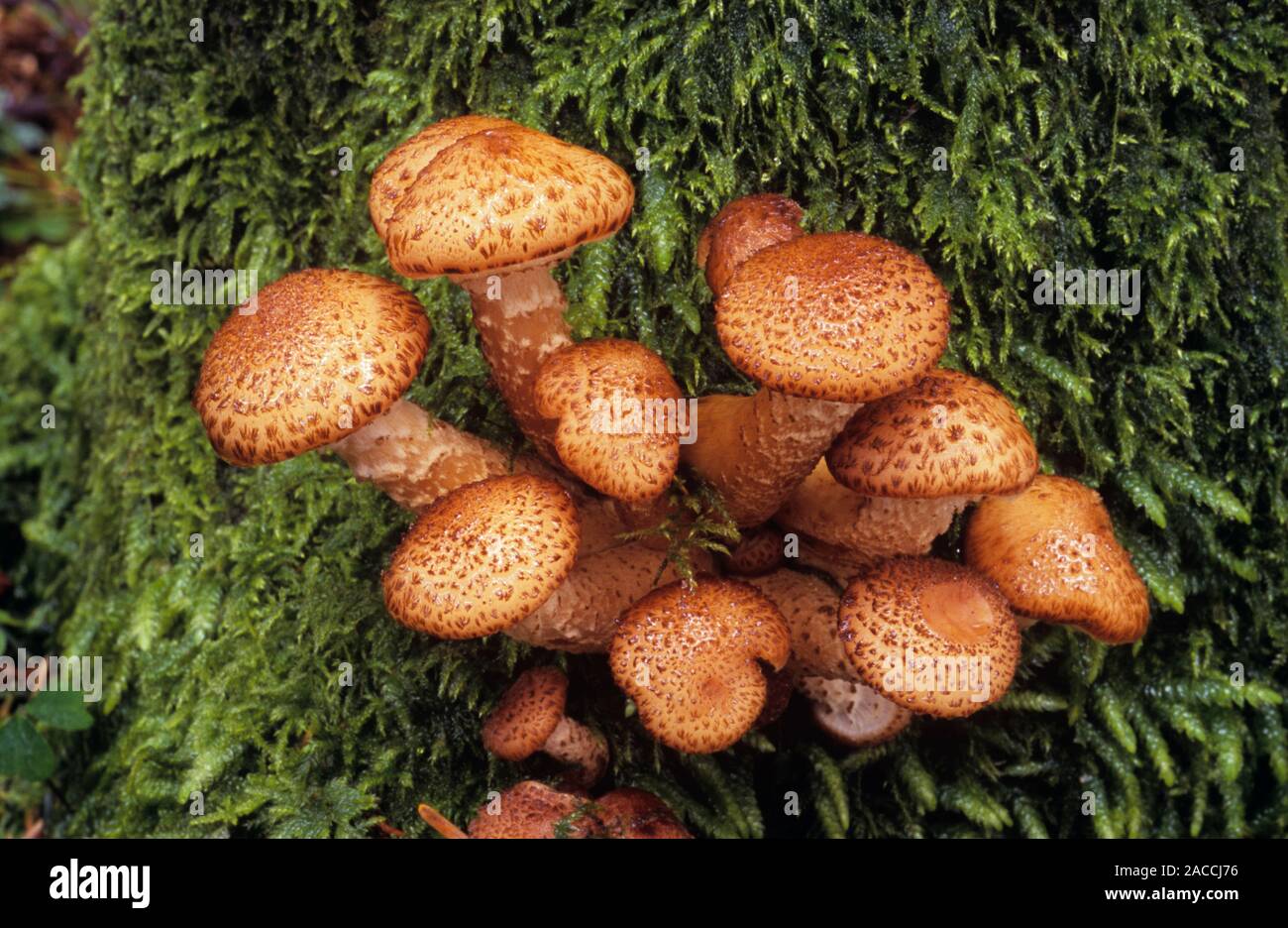 Honey mushrooms. Group of honey mushrooms (Armillaria mellea ...