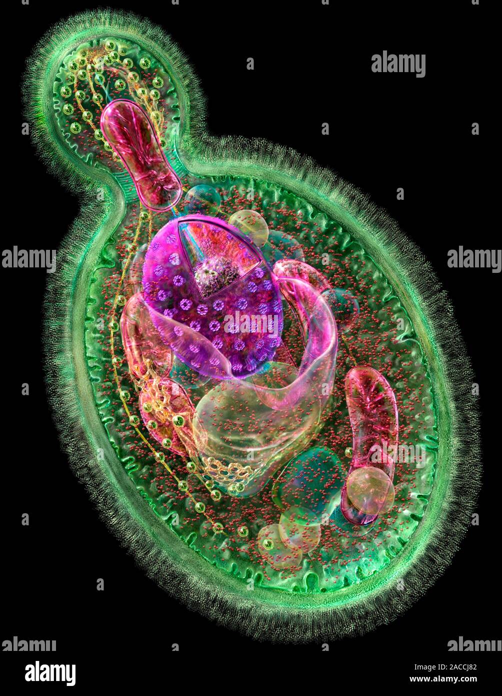This image may not be used in educational posters Budding yeast cell ...