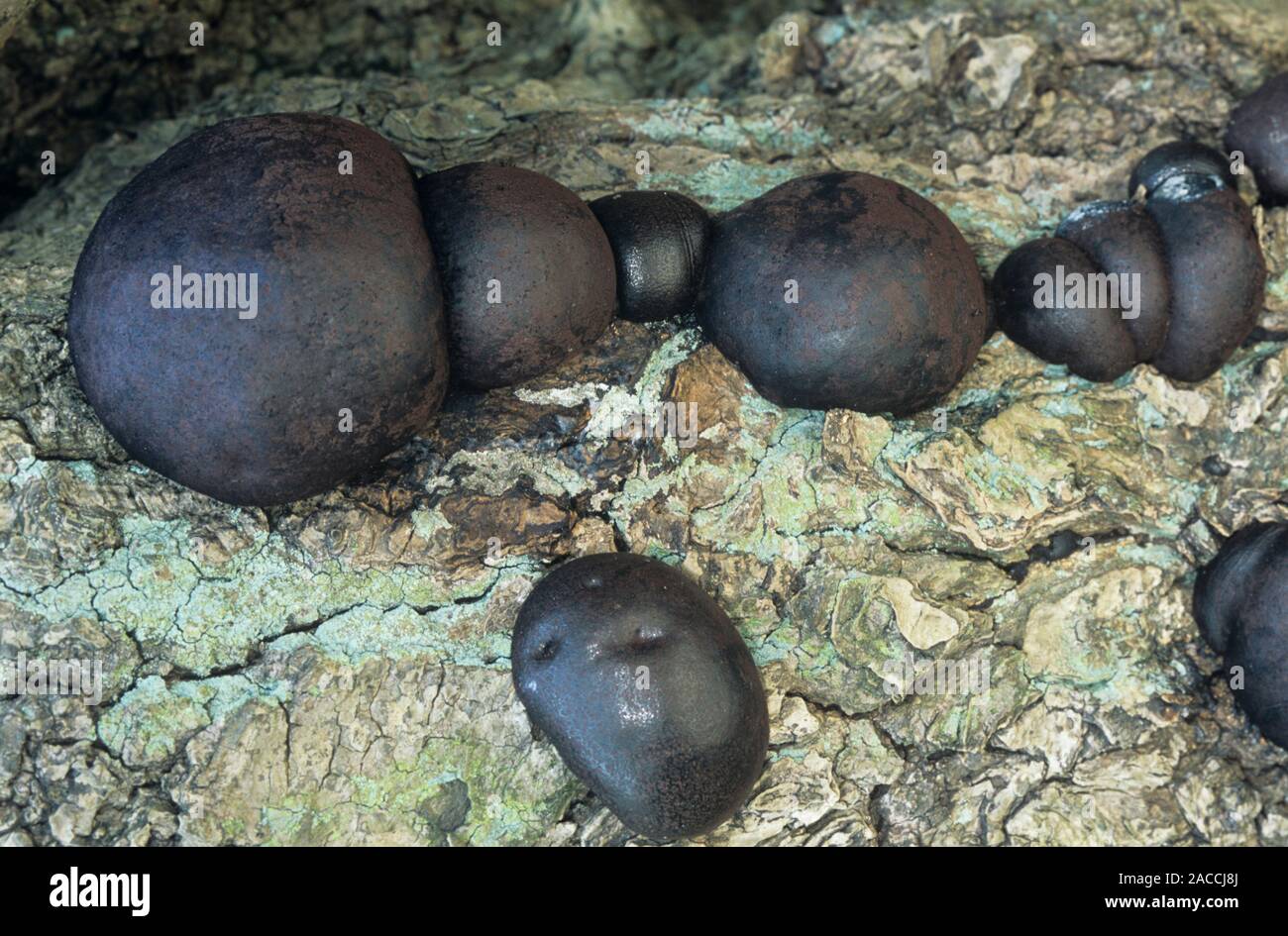 King Alfred's cakes fungi (Daldinia concentrica) growing on an ash tree ...
