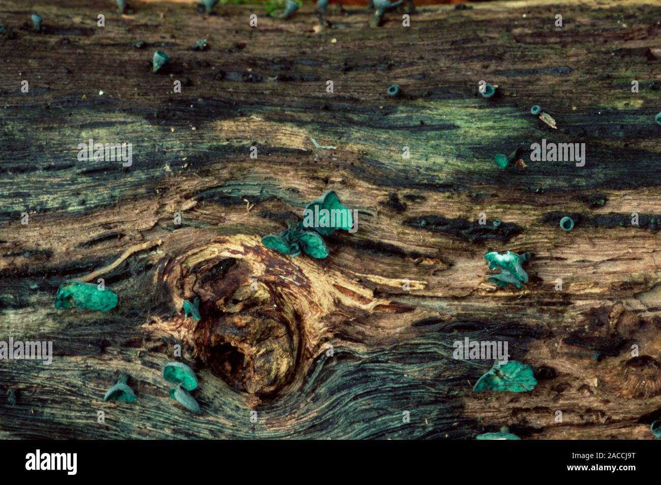 Green wood cap mushrooms (Chlorosplenium aeruginascens). Photographed ...