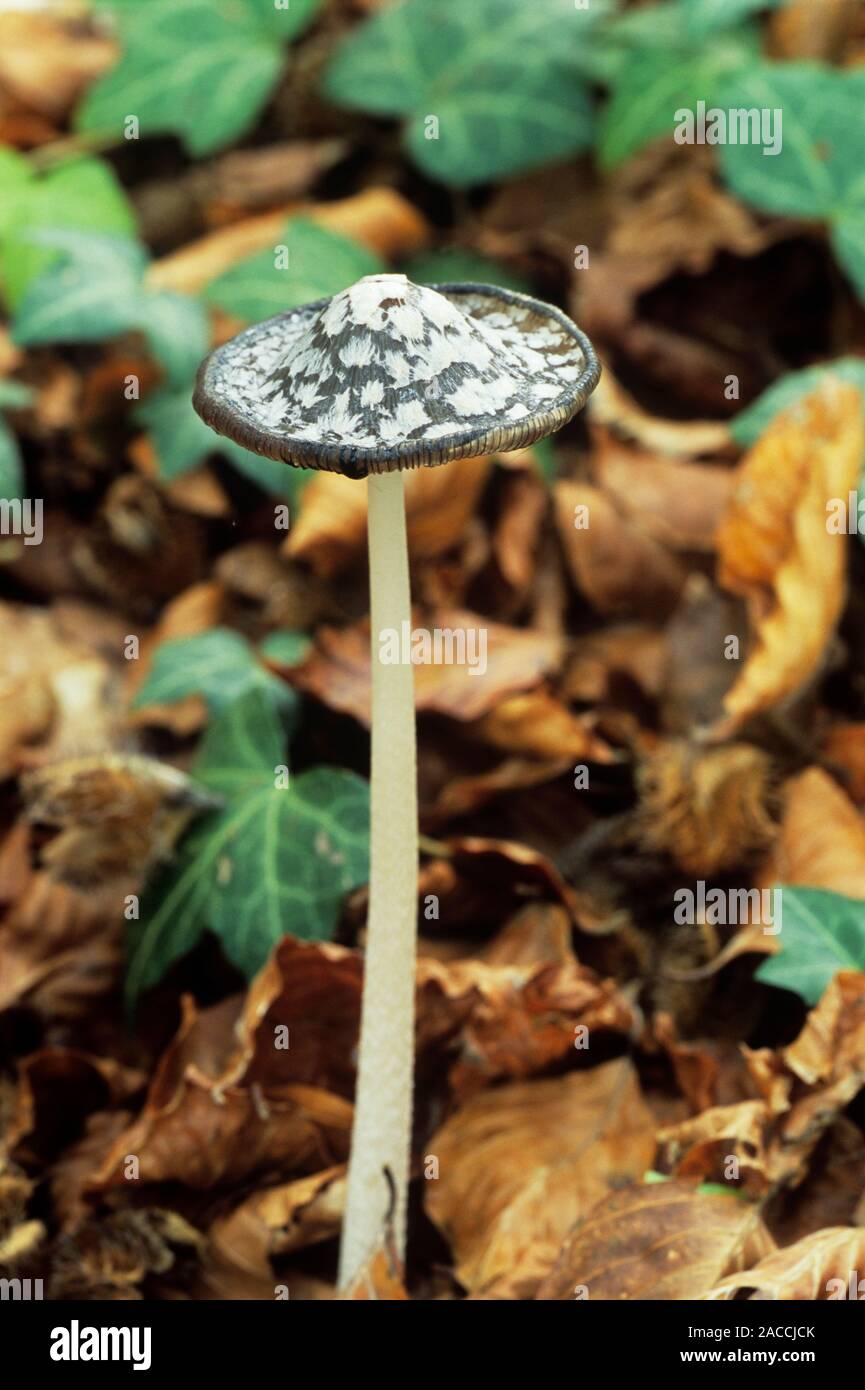 Magpie ink cap fungus (Coprinus picaceus). The fungus is in the later ...