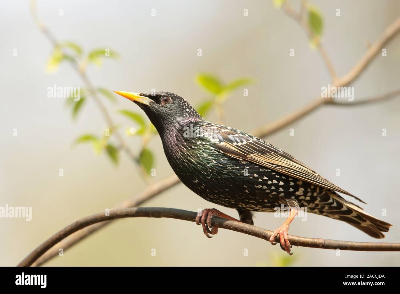 Common starling eye hi-res stock photography and images - Alamy
