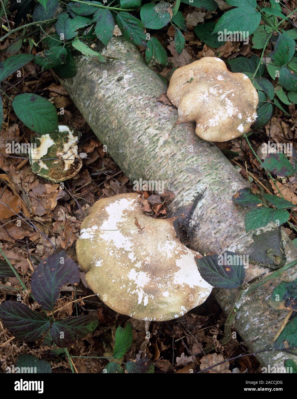 Bracket fungus growing on a fallen birch tree (Betula sp ...