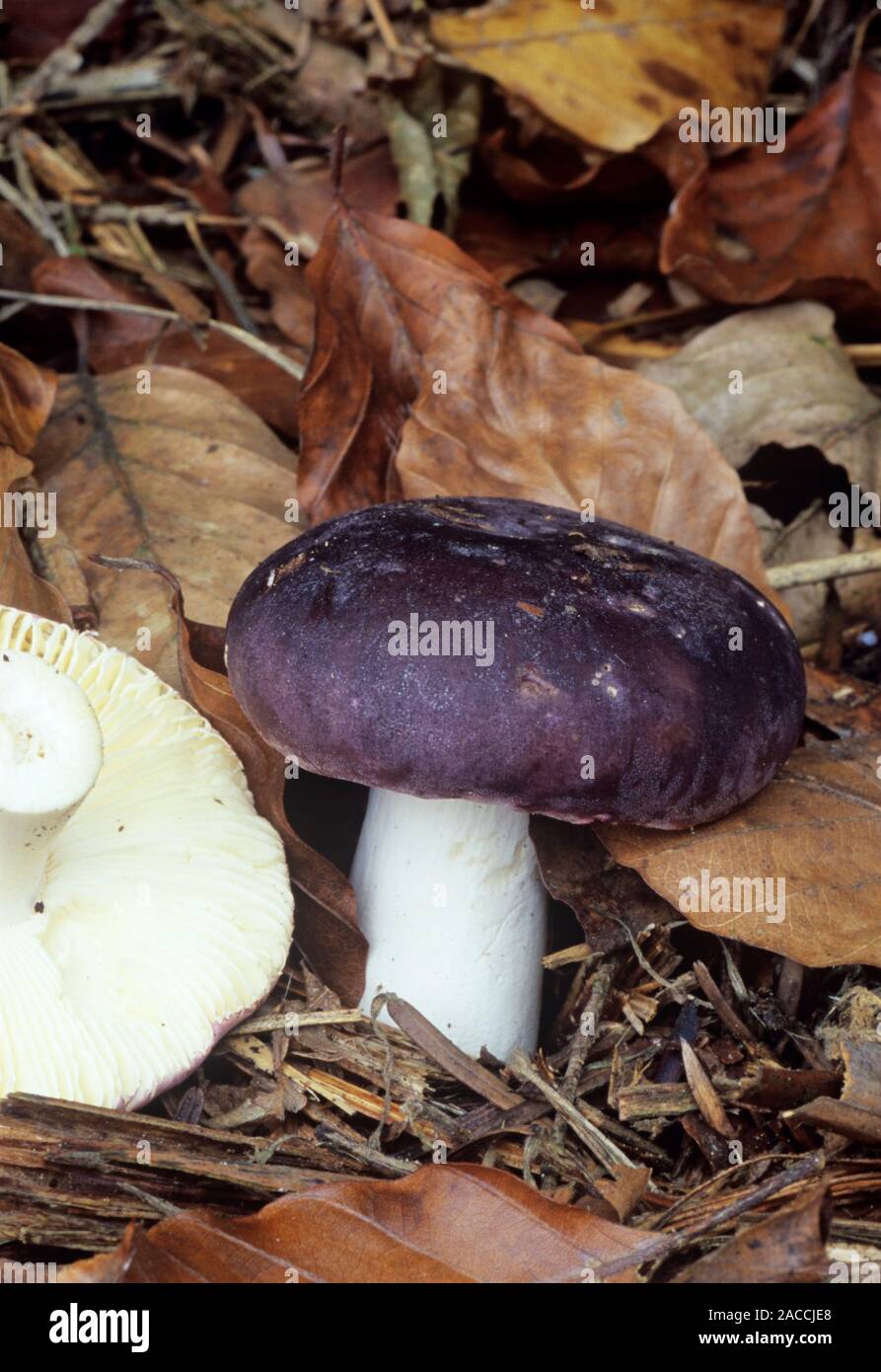 Blackish purple russule fungus (Russula atropurpurea). Photographed in ...