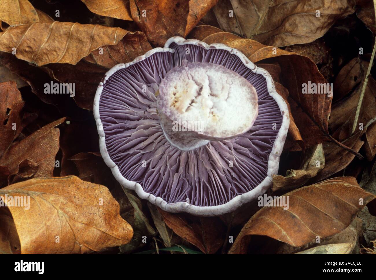 Wood blewit fungus (Lepista nuda). This fungus is edible. Photographed ...