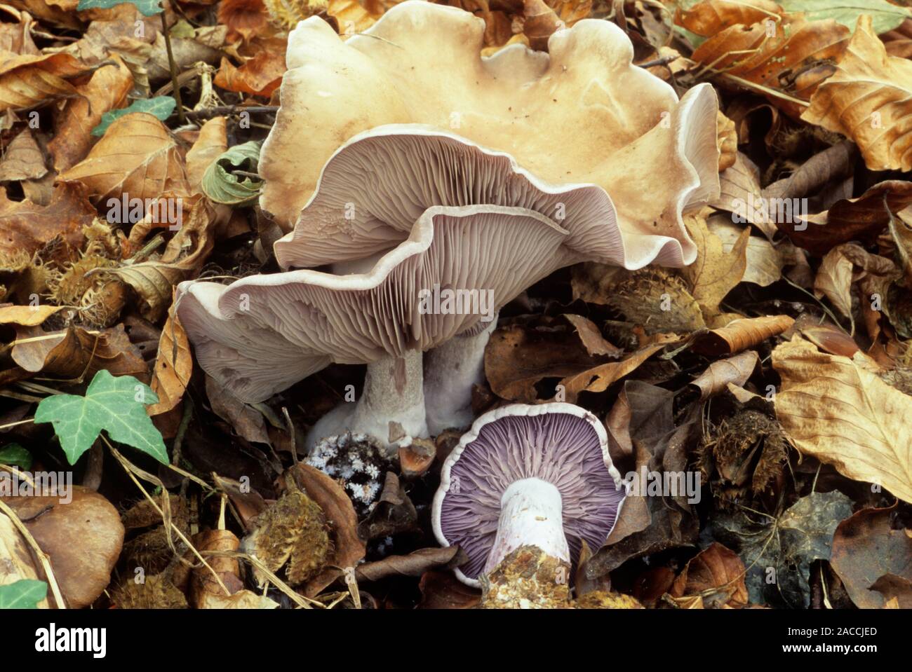 Wood blewit fungi (Lepista nuda). This fungus is edible. Photographed ...