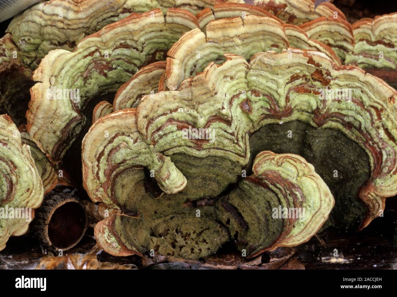 Many-coloured polypore fungi (Coriolus versicolor). Photgraphed in the ...