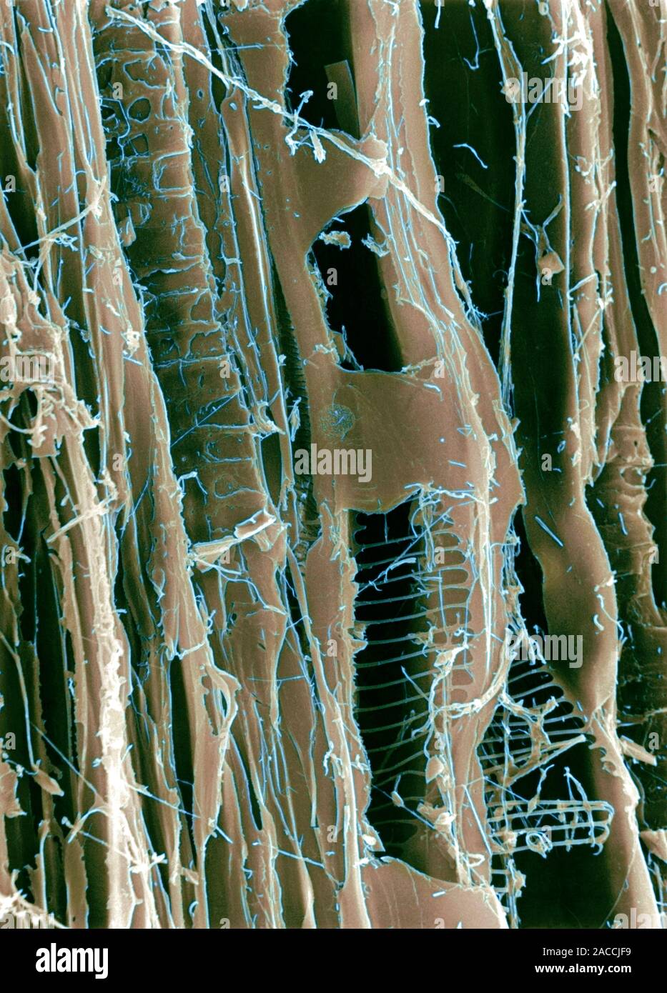 Rotten wood. Coloured scanning electron micrograph (SEM) of a piece of ...