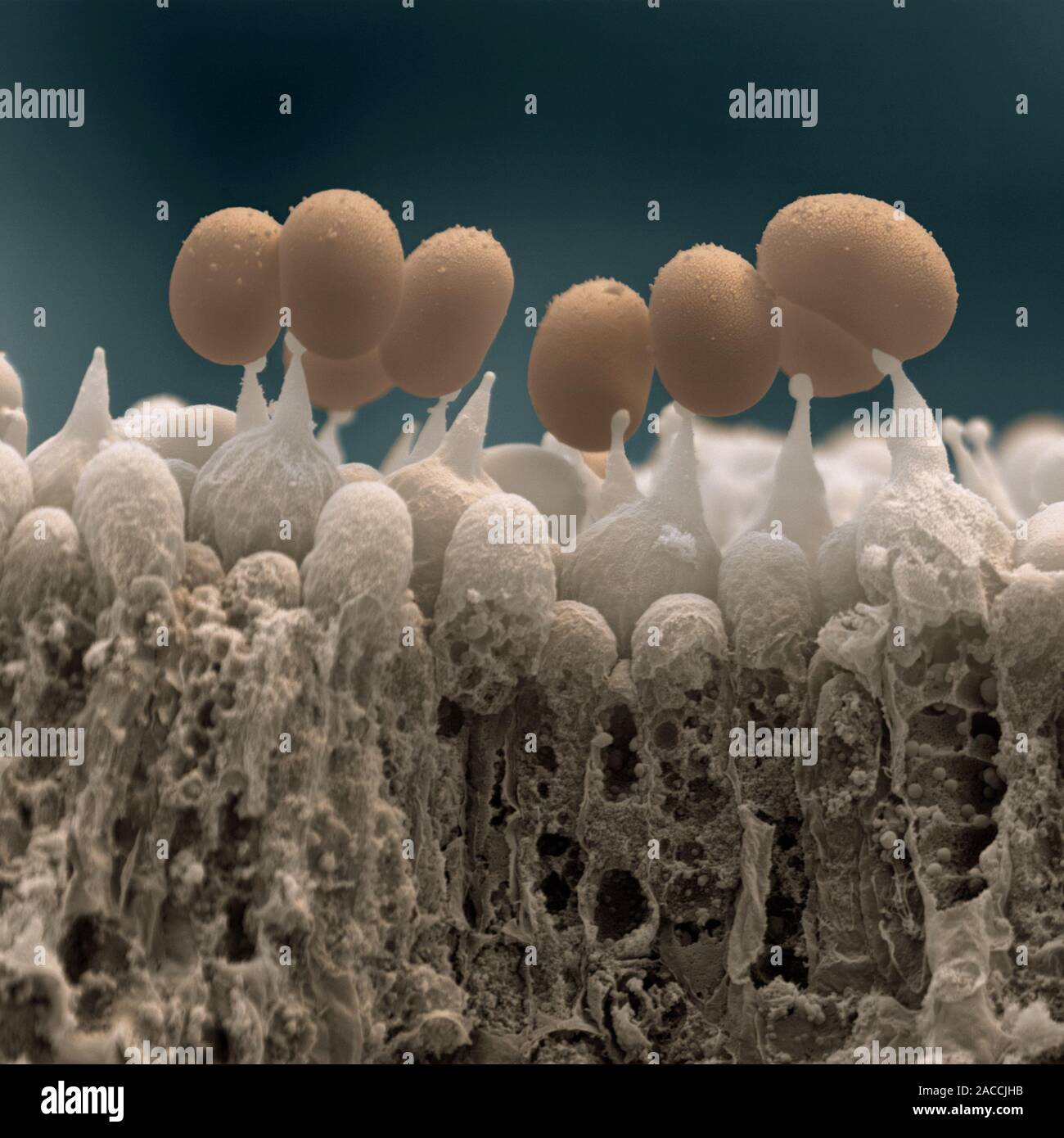 Mushrooms spores. Coloured scanning electron micrograph (SEM) of spores ...