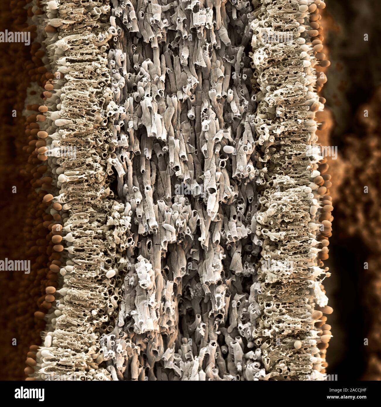 Mushrooms spores. Coloured scanning electron micrograph (SEM) of spores ...