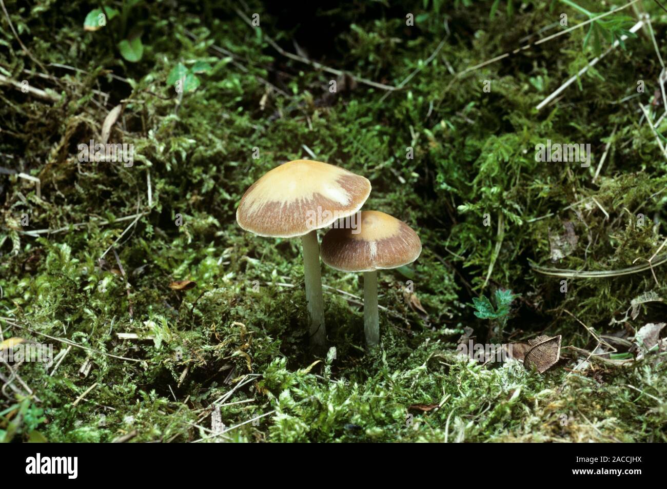 Psathyrella mushrooms (Psathyrella candolleana) growing in moss Stock ...
