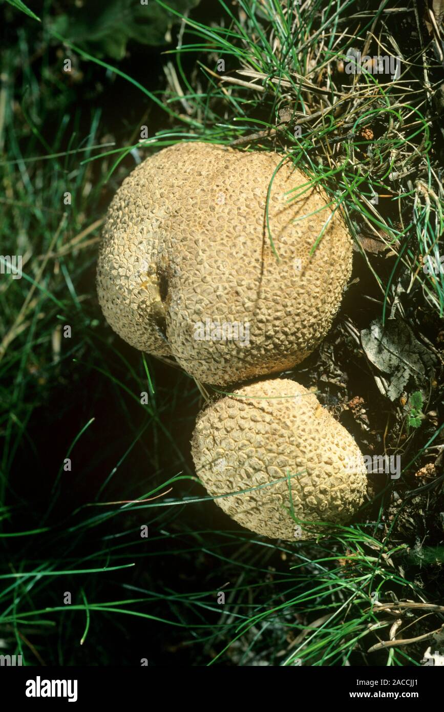 Common earthball fungi (Scleroderma citrinum). These are the fruiting ...