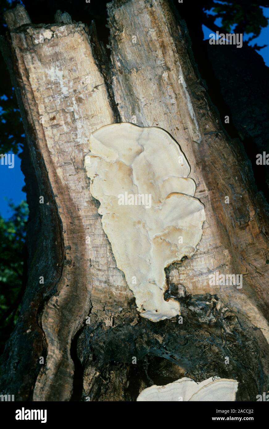 Heart rot fungus (Spongipellis brecedelensis) growing on a dead tree ...