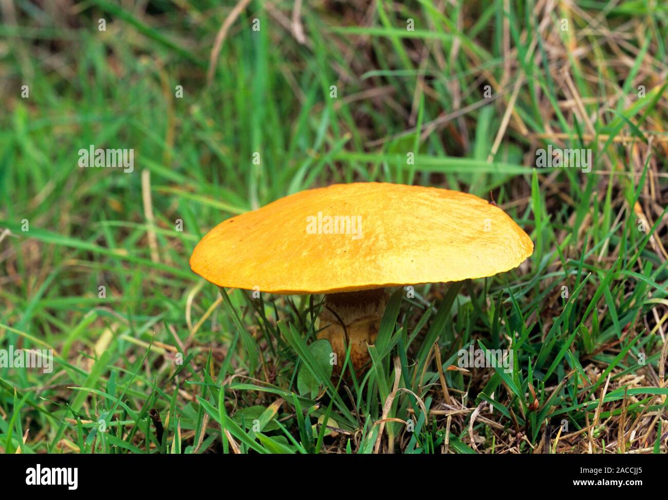 Larch bolete mushroom (Suillus grevillei) growing in grass Stock Photo ...