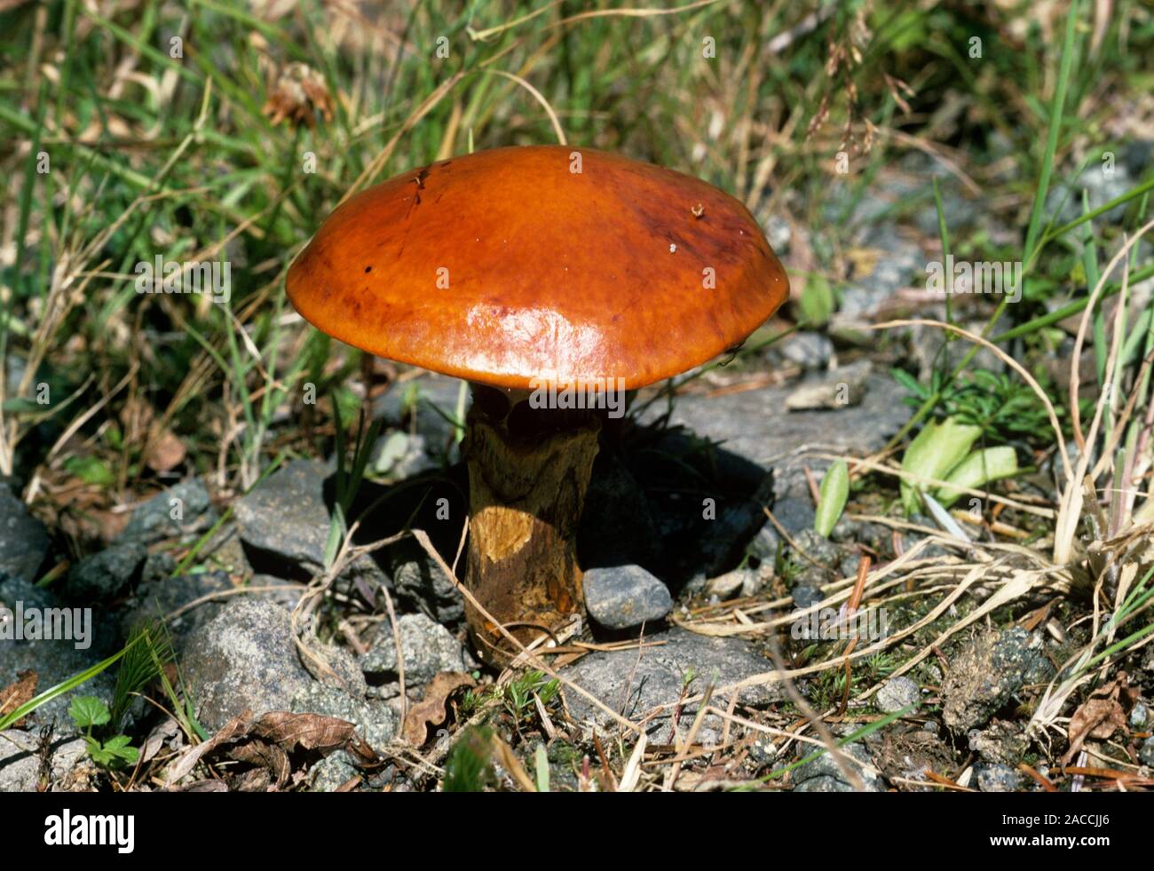 Slippery Jack mushroom (Suillus luteus Stock Photo - Alamy