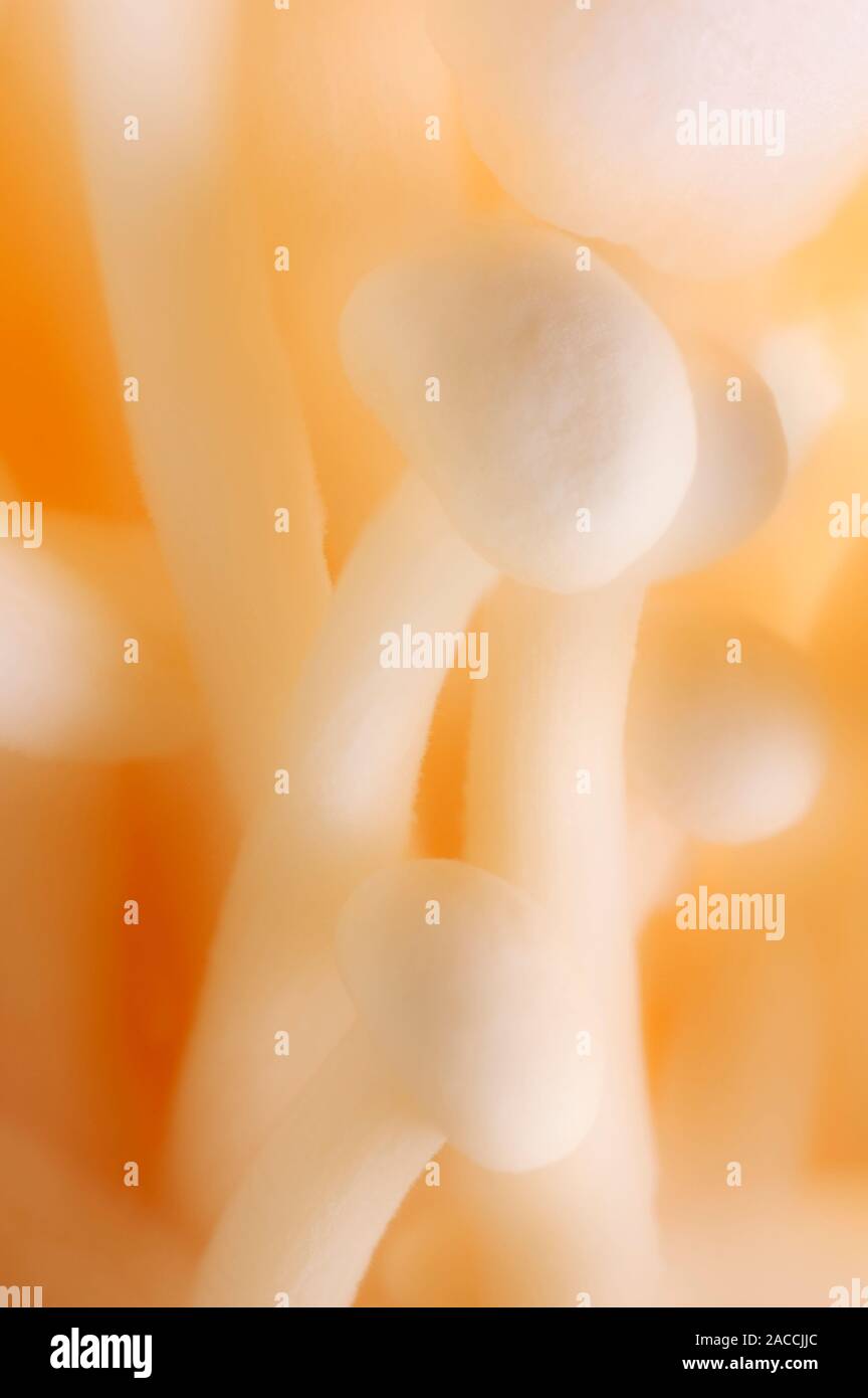 Cultivated enoki mushrooms (Flammulina velutipes). Artificial growing ...