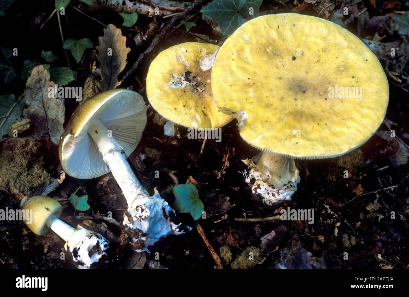 Death cap fungi (Amanita phalloides) at the base of a beech tree (Fagus ...