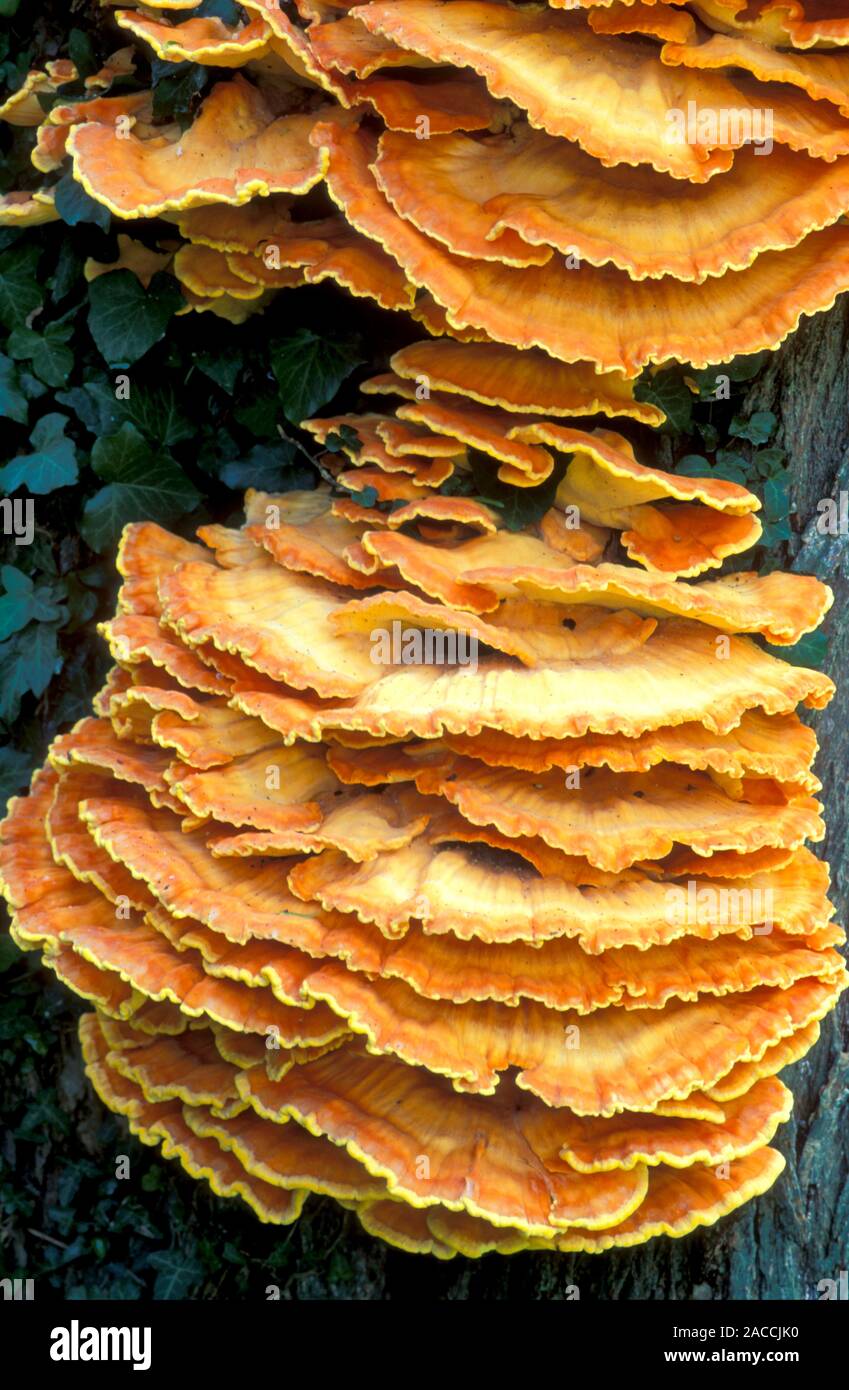 Sulphur polypore or chicken-of-the-woods bracket fungi (Laetiporus ...
