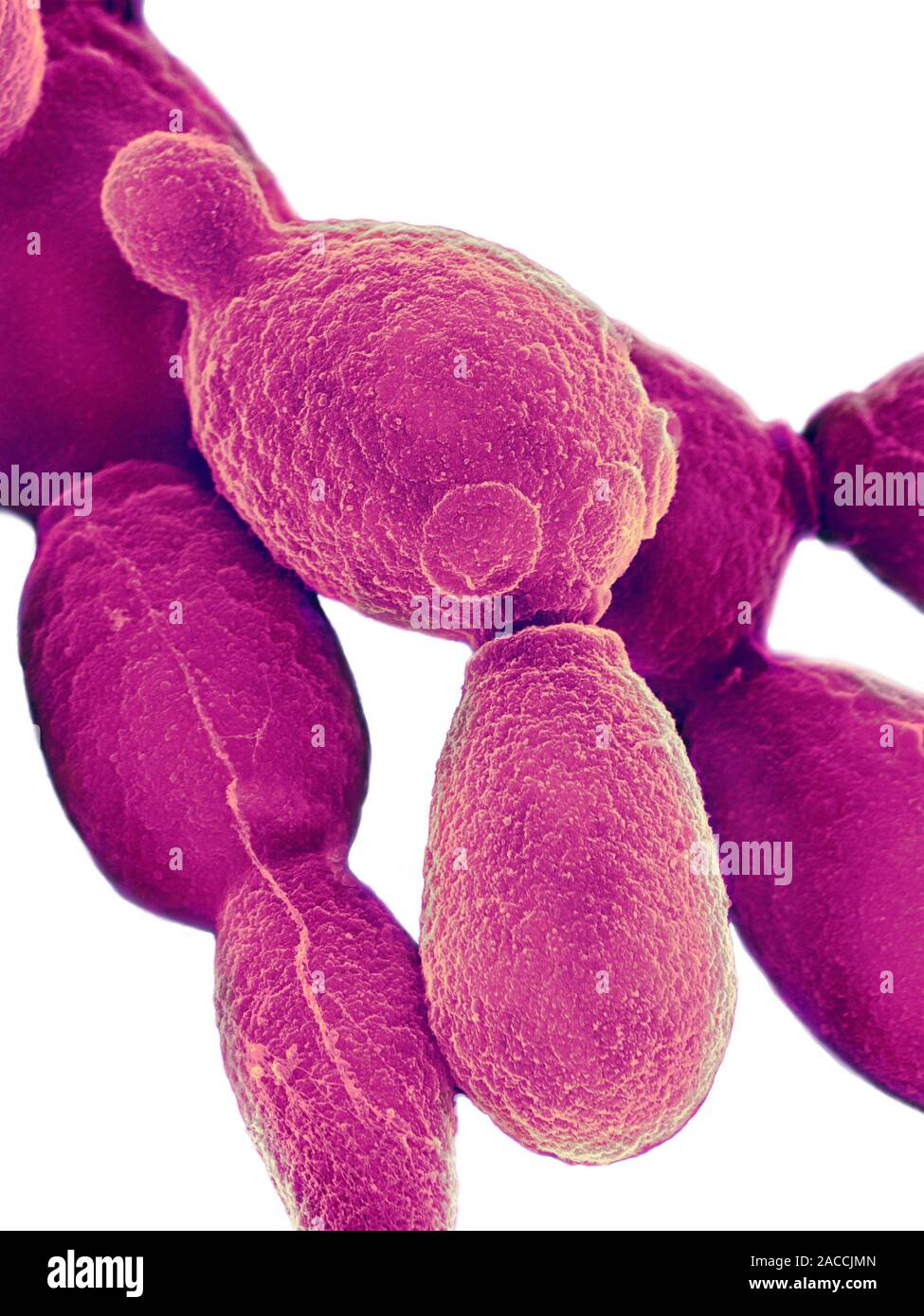 Candida albicans yeast, coloured scanning electron micrograph (SEM ...