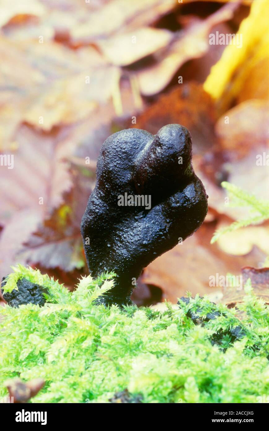 Dead man's fingers fungus (Xylaria polymorpha). Photographed in ...