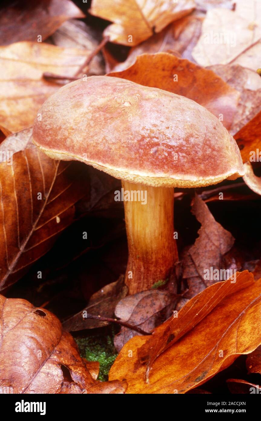 Red cracking boletus fungus (Xerocomus chrysenteron) amongst fallen ...