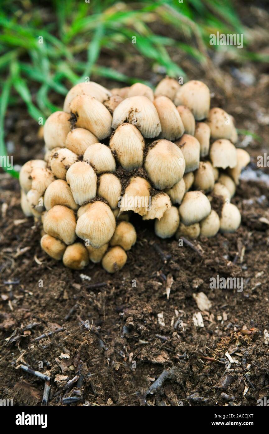 Trooping crumble cap fungi (Coprinus disseminatus Stock Photo - Alamy