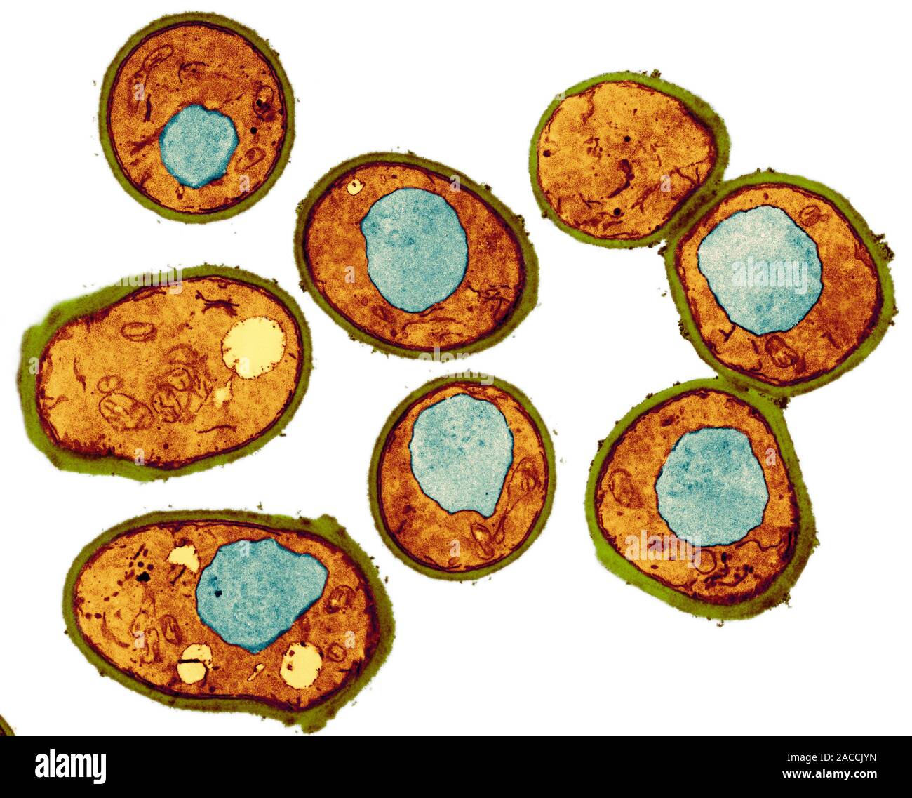 Yeast cells, coloured transmission electron micrograph (TEM). The cell ...