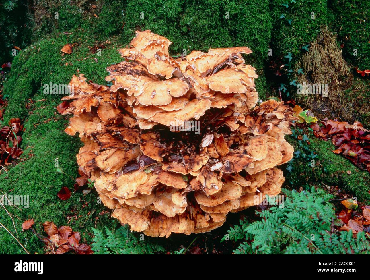 Black-staining polypore (Meripilus giganteus). Photographed in October ...