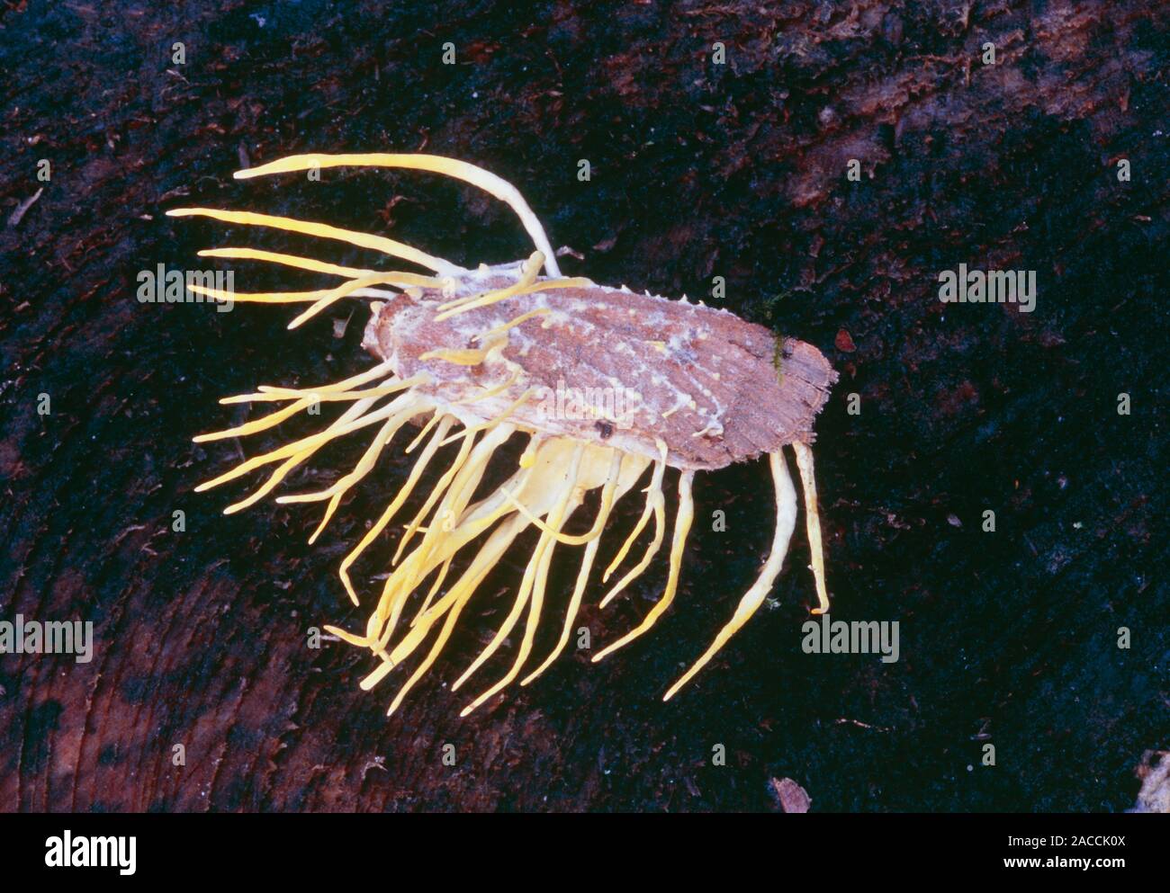 Parasitic fungus (Cordyceps tuberculata) on a moth. This parasitic ...