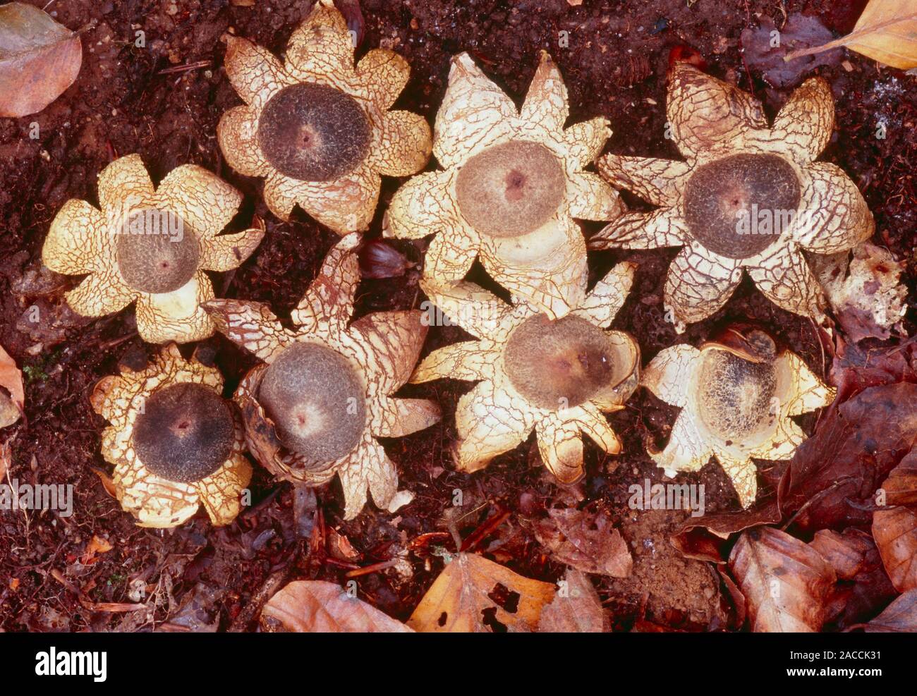 Barometer earthstar fungi (Astraeus hygrometricus). This rare species ...