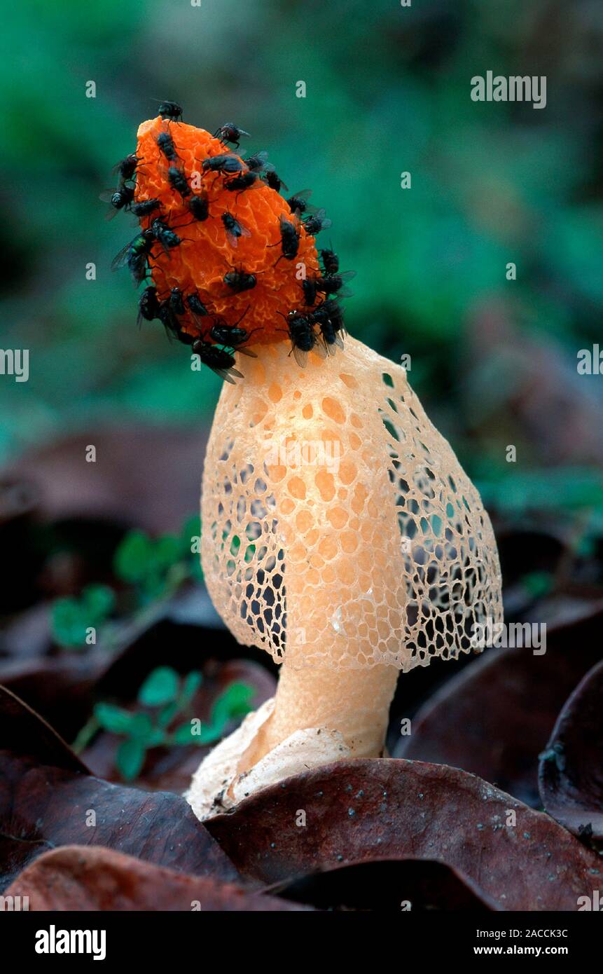 Bridal veil fungus. Flies on the cap of a bridal veil fungus ...
