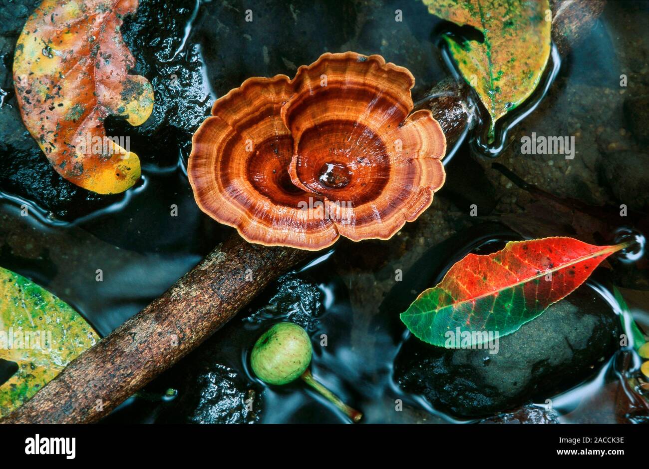 Bracket fungus growing on a dead branch. Photographed in Palmerston ...