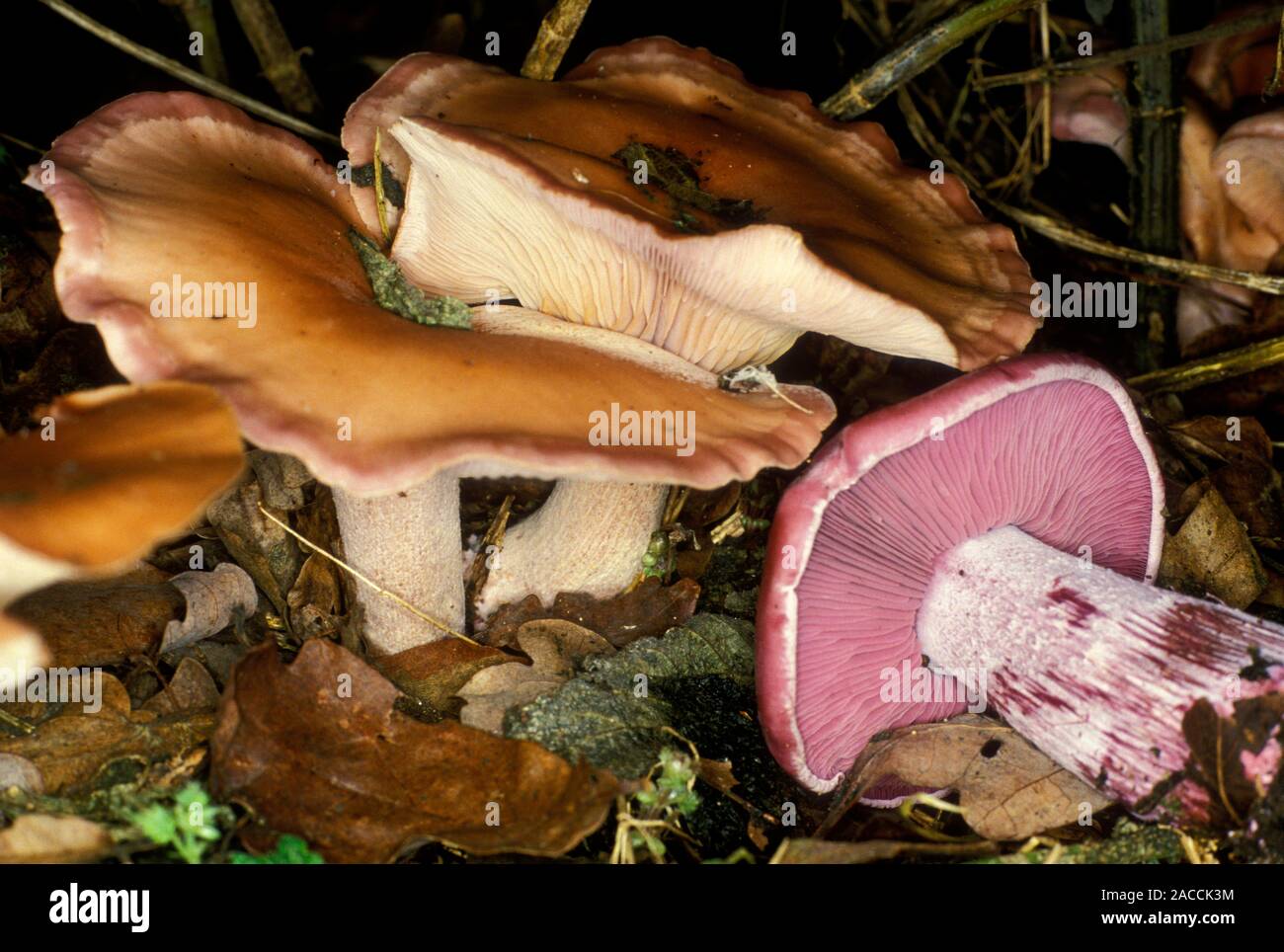 Wood blewit fungi (Lepista nuda). This fungus is edible when cooked ...