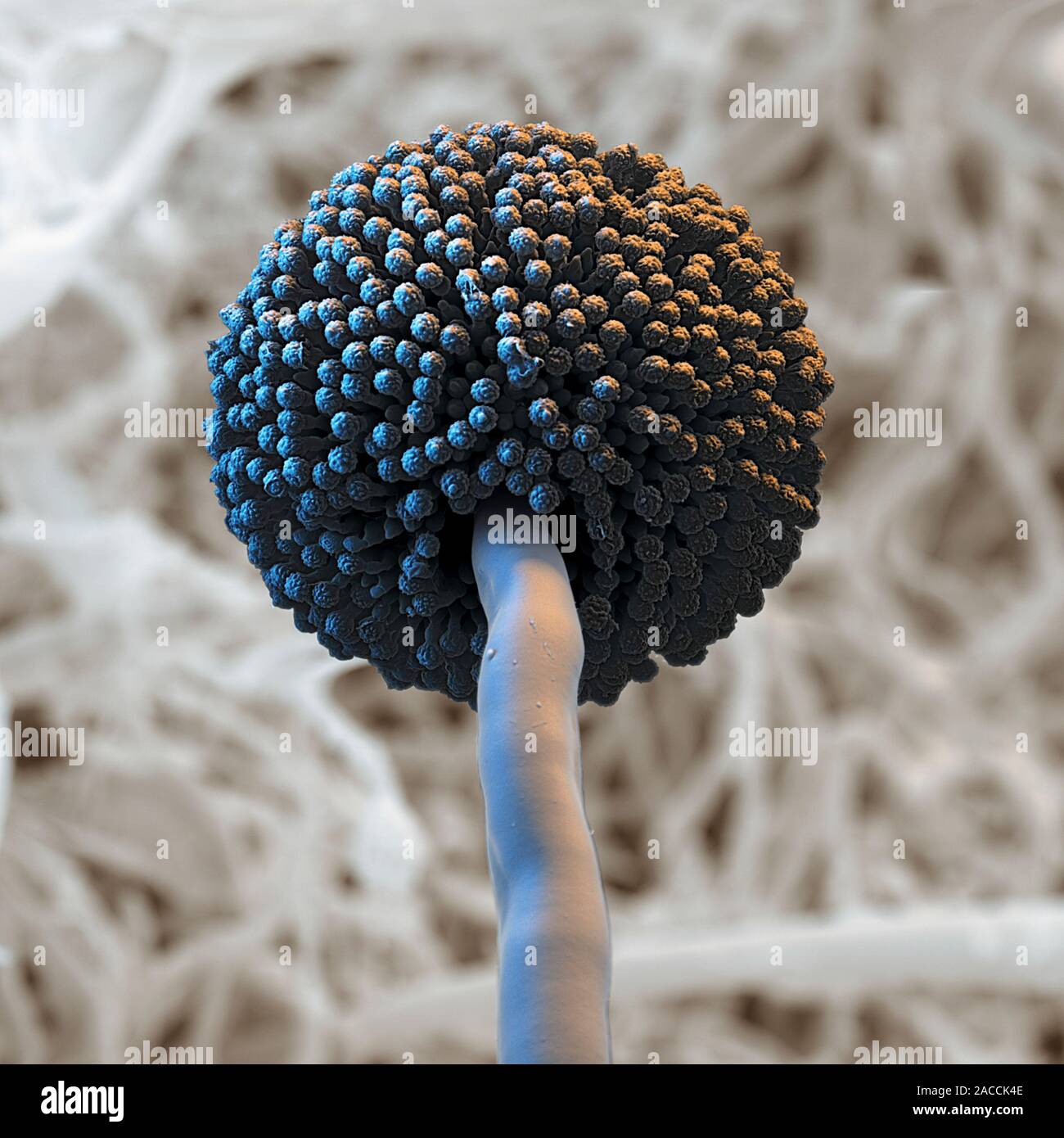 Aspergillus niger. Coloured scanning electron micrograph (SEM) of a fruiting body of the fungus ...