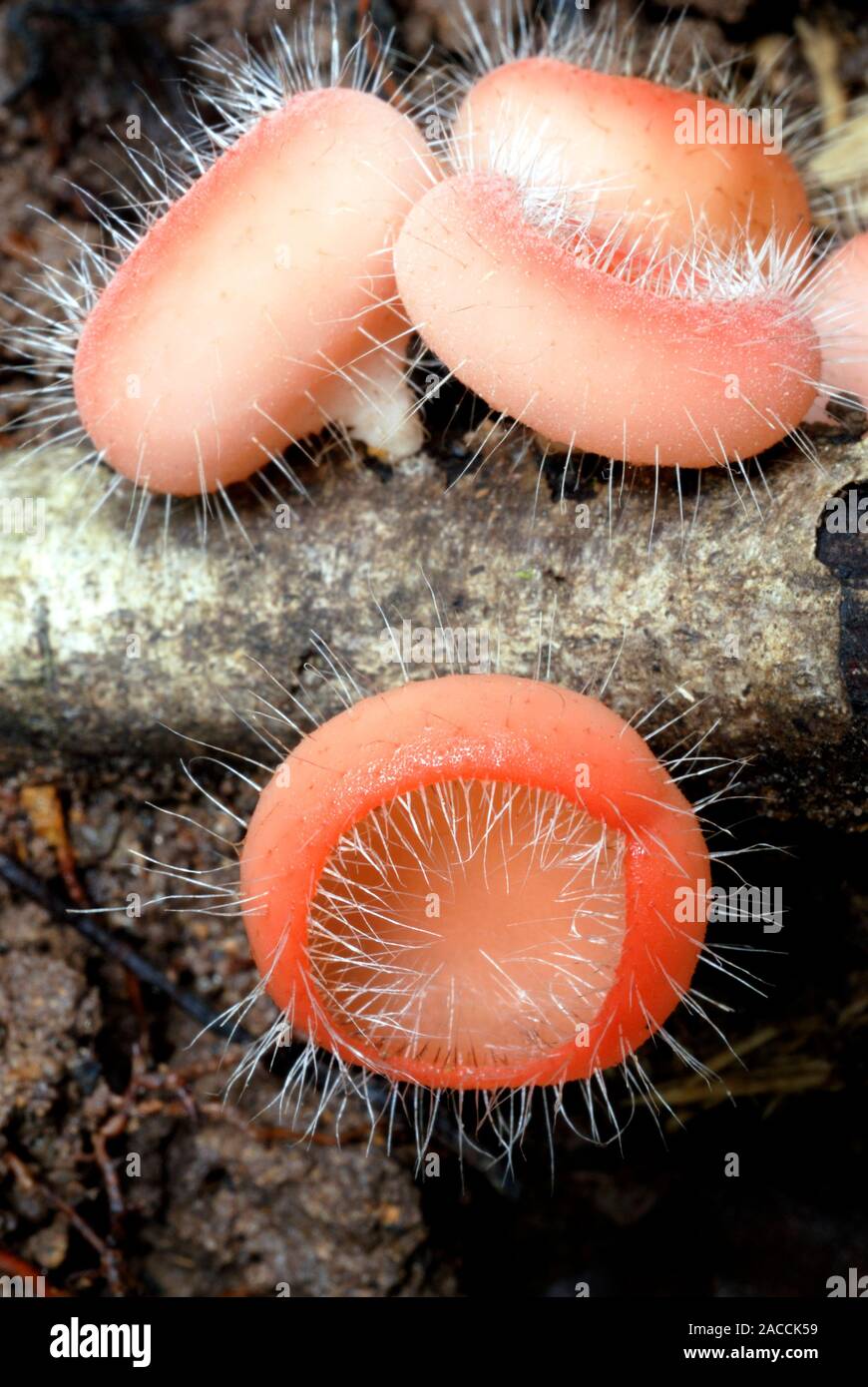 Cup fungi (Cookeina tricholoma) on decaying wood. Photographed in the ...