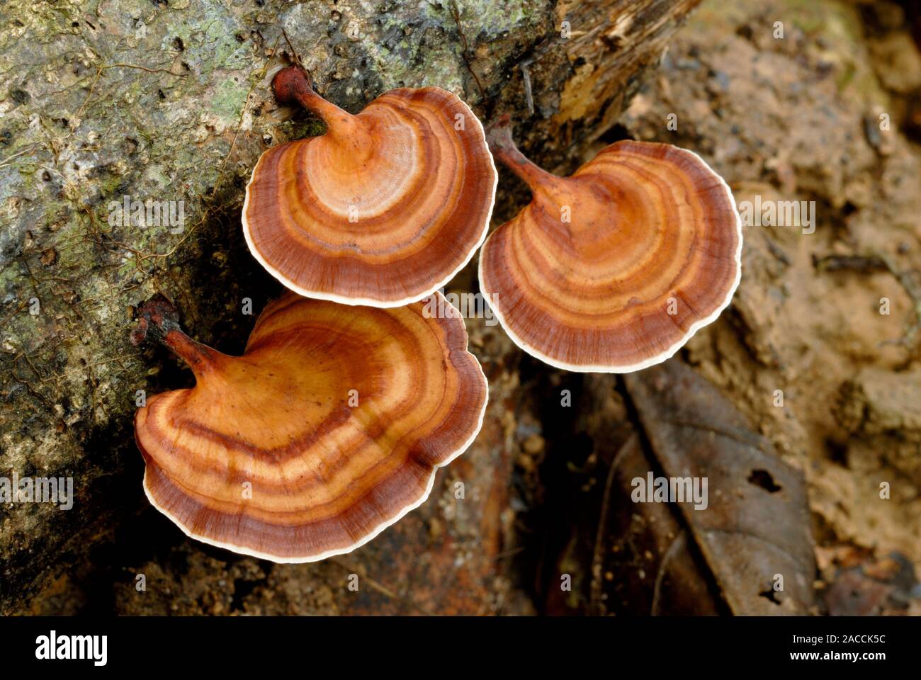 Bracket fungi (Ganoderma sp.) on decaying wood. Photographed in the ...