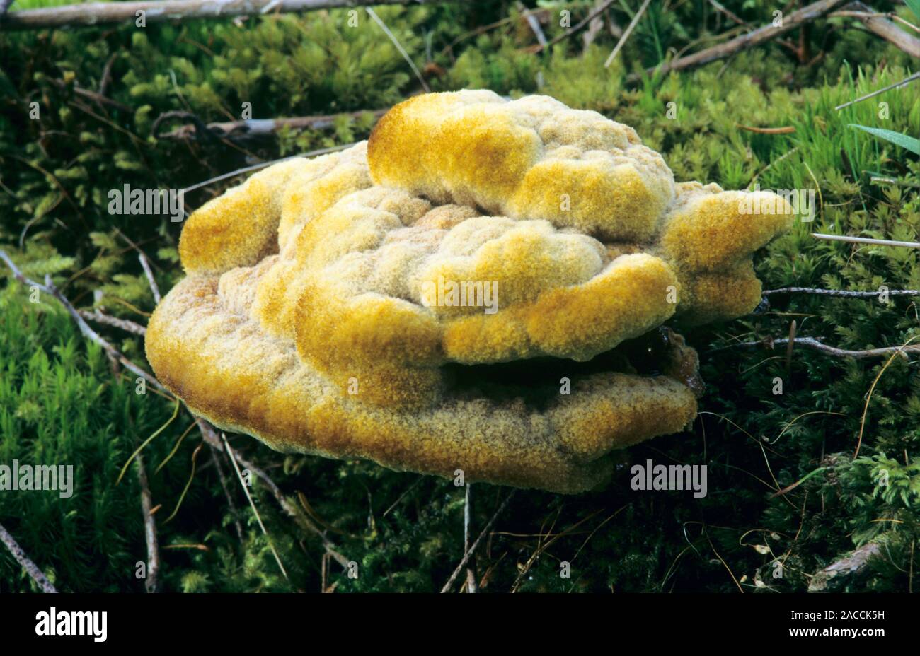 Pine-dye polypore fungus (Phaeolus schweinitzii). This fungus is a ...