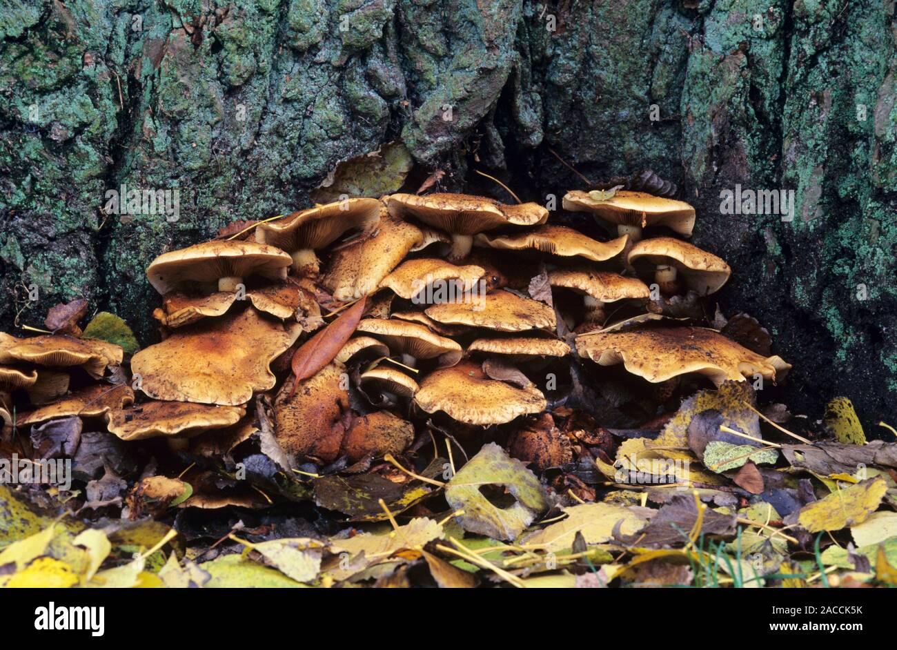 Shaggy scalycap fungi (Pholiota squarrosa) on a tree stump. This fungus ...