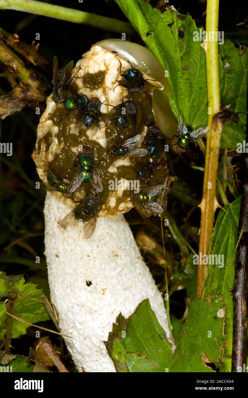 Stinkhorn fungus (Phallus impudicus). Flies feeding on fungal spores ...